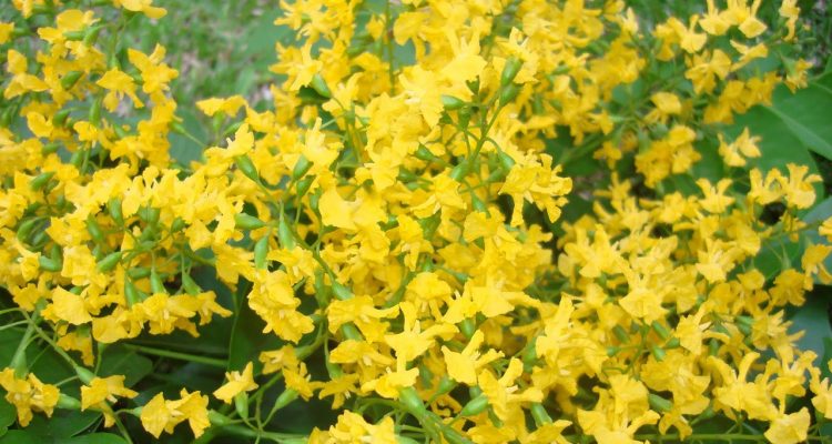 National Flowers Of Myanmar | Myanmar Travel